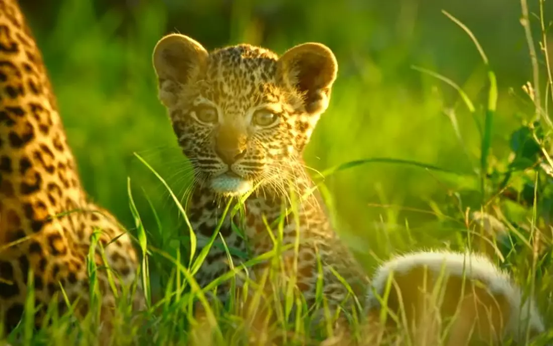 De buffel bespaart kleine luipaarden uit de Hyena: video