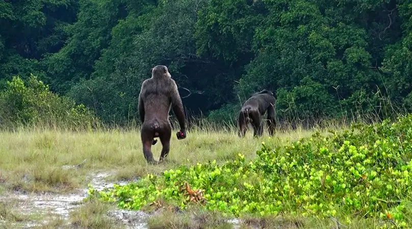 For første gang, tilfælde af dødelige angreb af chimpanser på gorillaerne