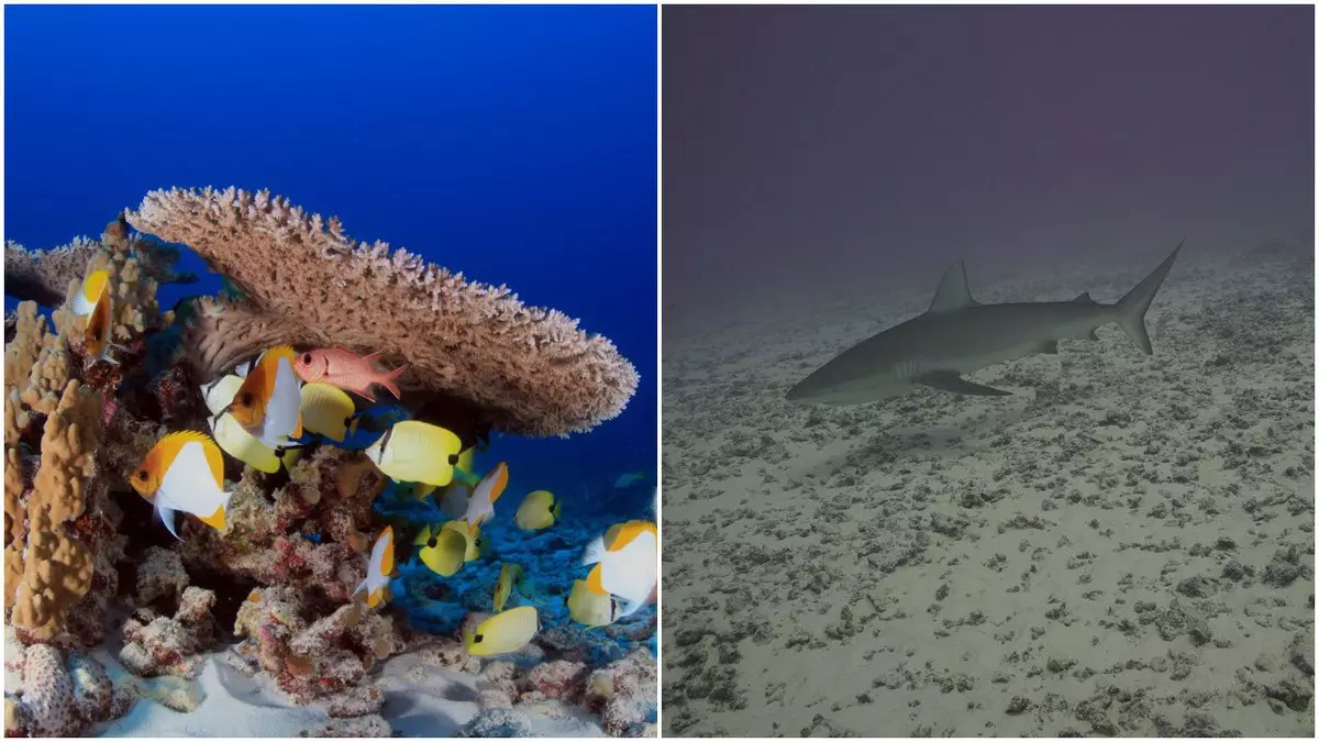 Reef unik koral në Hawaii shkatërruar nga Uragani: Foto