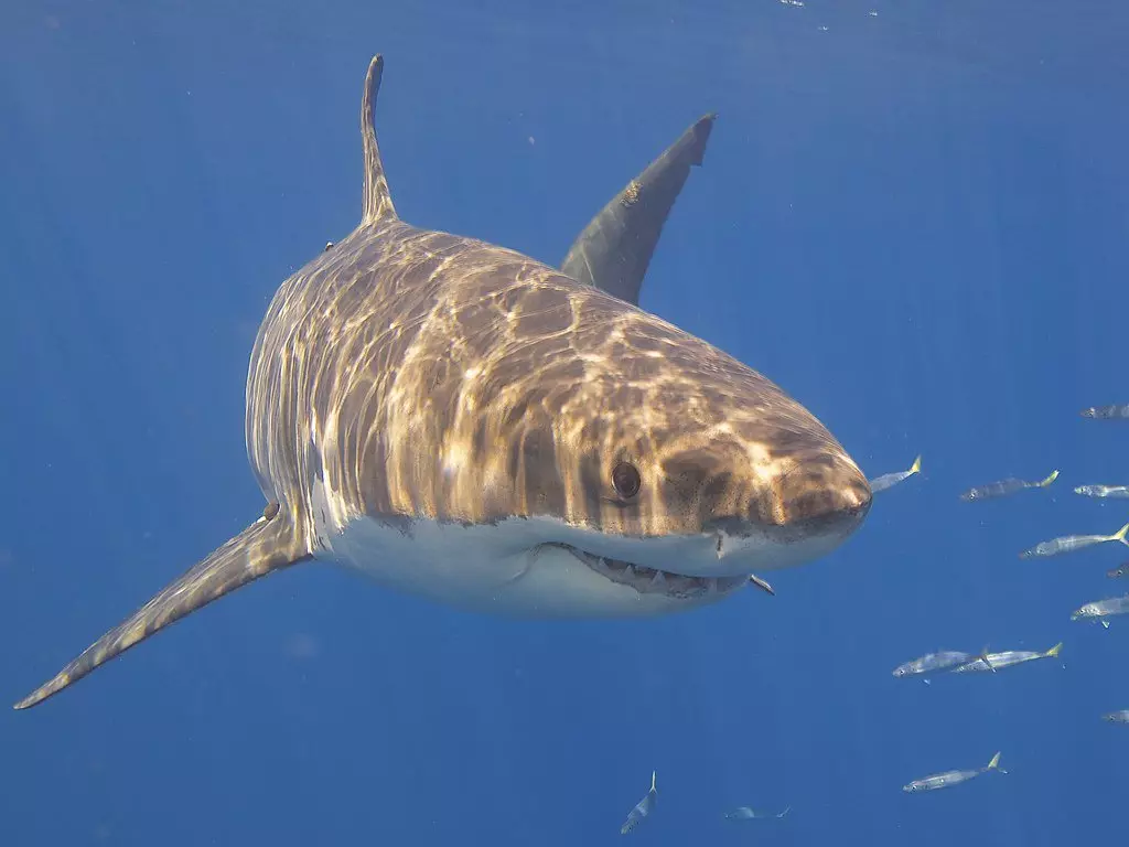 Hvorfor forsvant de hvite haiene fra vannet i Sør-Afrika?