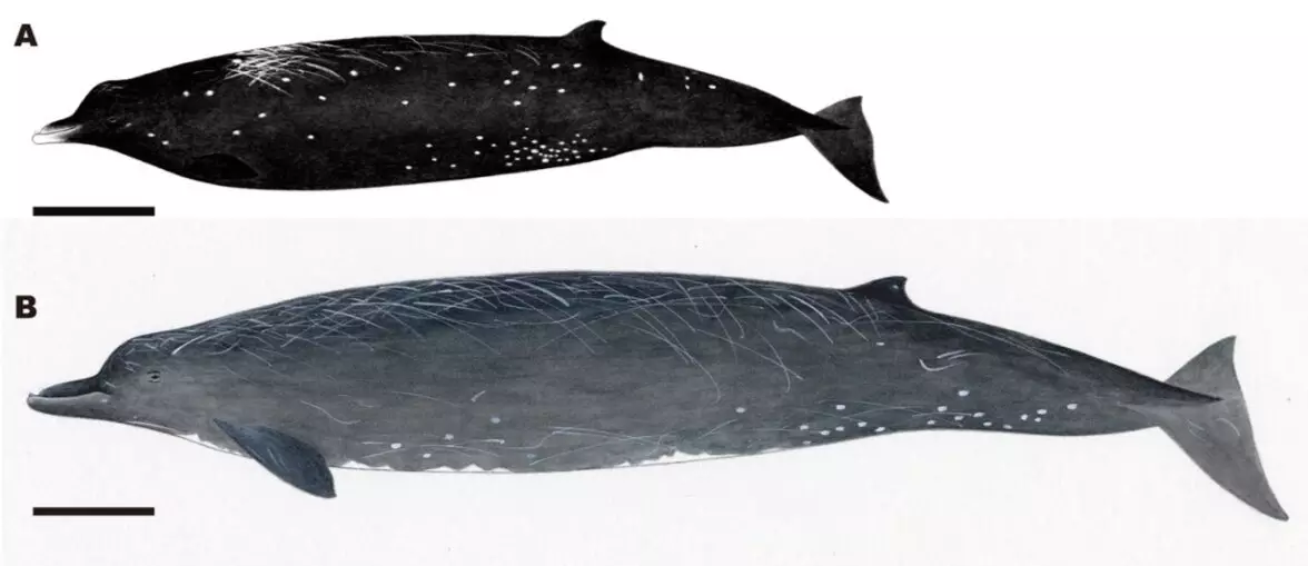 Yaponiyanın sahili yeni bir növ balinalar tapdı