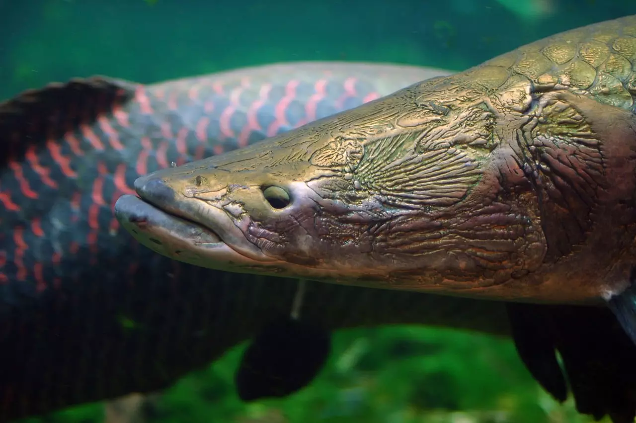 arapaima