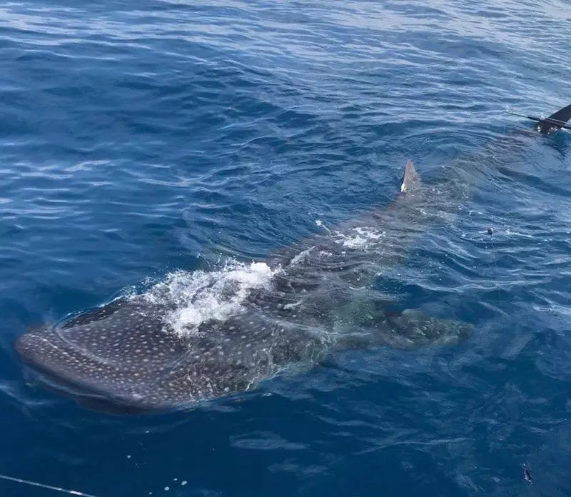 A costa de Florida notou a un tiburón de balea cun autobús