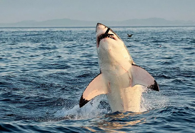 Drone hjälpte till att spara simmare från vit haj