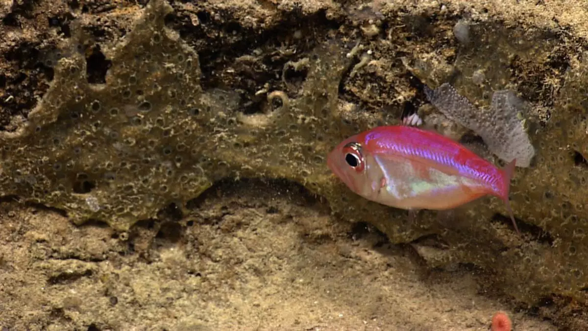 Знайдена перша глибоководна риба, виношує ікру в роті