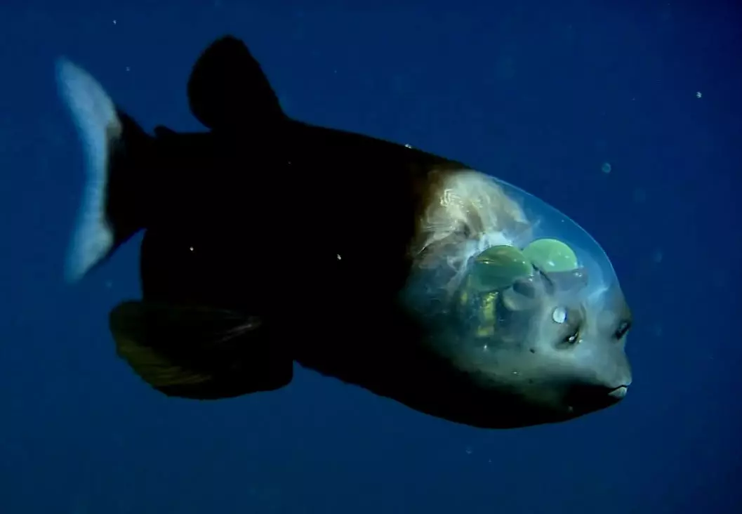 अदृश्य मछली वैज्ञानिक की आंखों पर गिर गई: वीडियो