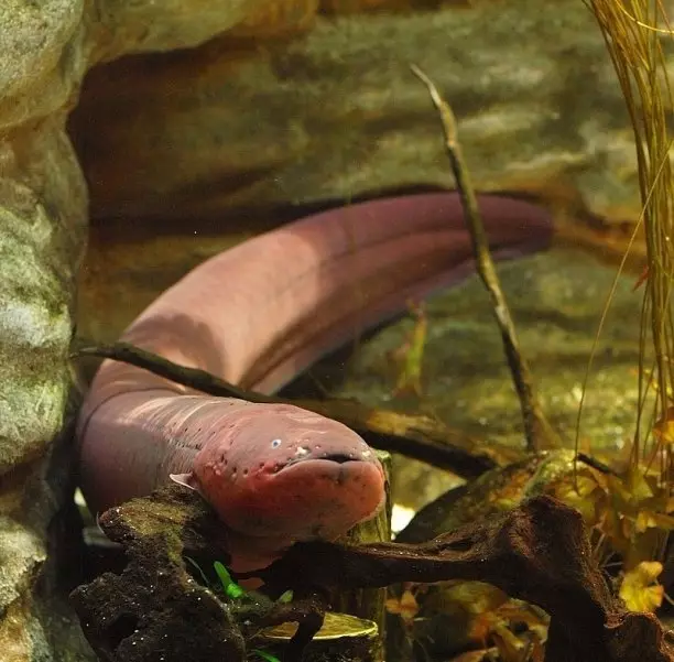 Elektrisk ål: Fakta om fisk, som slet ikke henviser til den virkelige ål