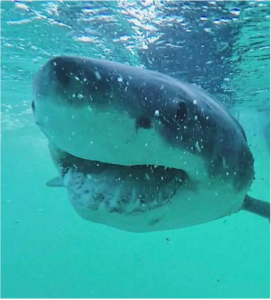 Чим харчуються великі білі акули: нове дослідження