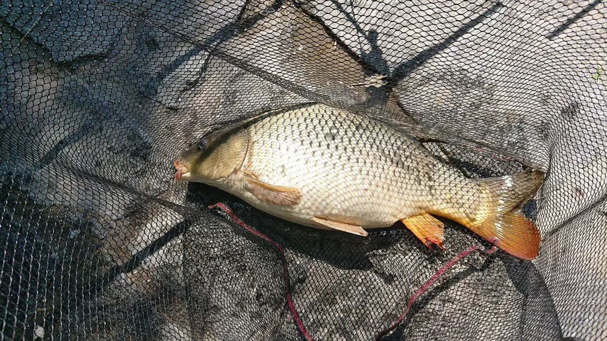 Hvordan beveger fisken mellom isolerte reservoarer?