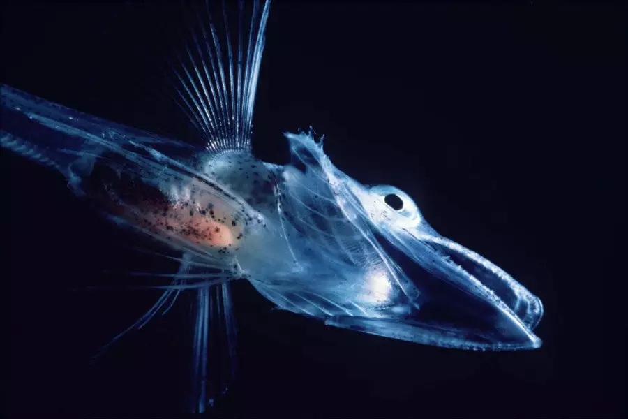 어떻게 물고기가 얼음 바다에서 살아남을 수 있습니까? 천연 부동액을하는 데 도움이