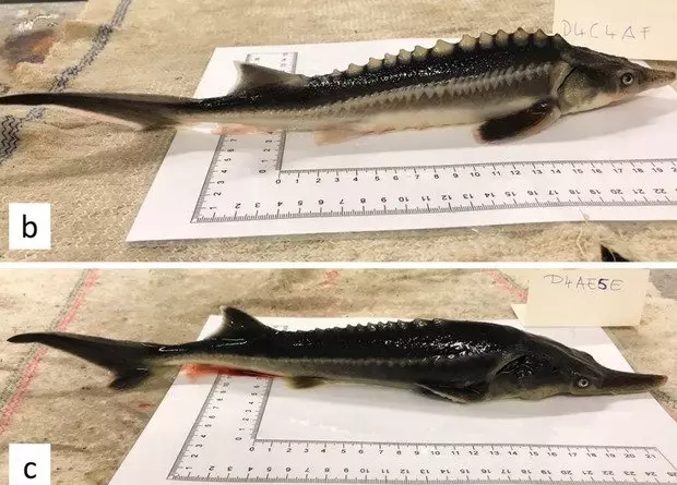 Russisk Sturgeon krysset ved et uhell med amerikansk uglice. Deres evolusjonære måter ble delt 184 millioner år siden.