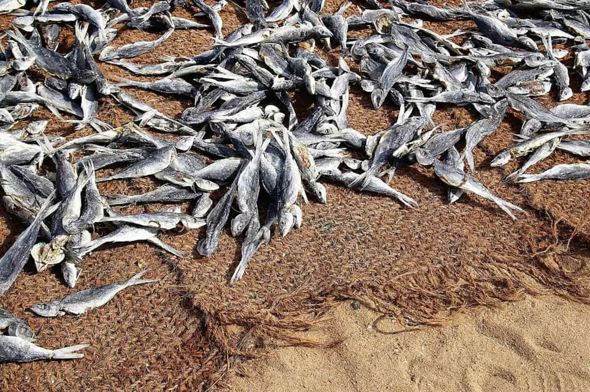 Žvejybos žuvų ir bestuburių gyventojų skaičius kritiškai sumažėjo per 60 metų