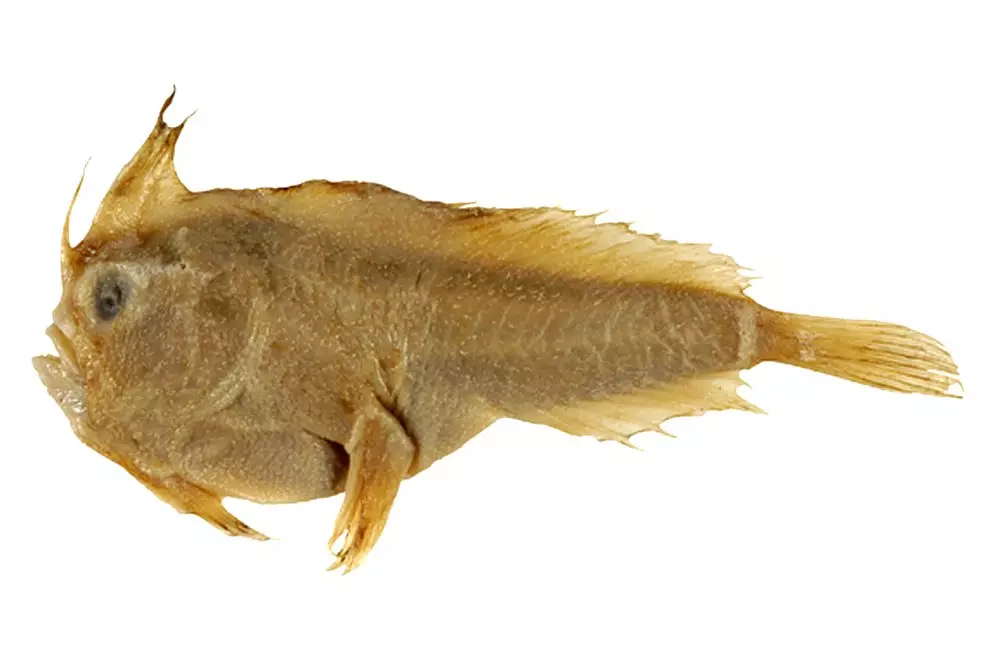 O peixe de fantasía con patas de pé é oficialmente recoñecido como extinguido