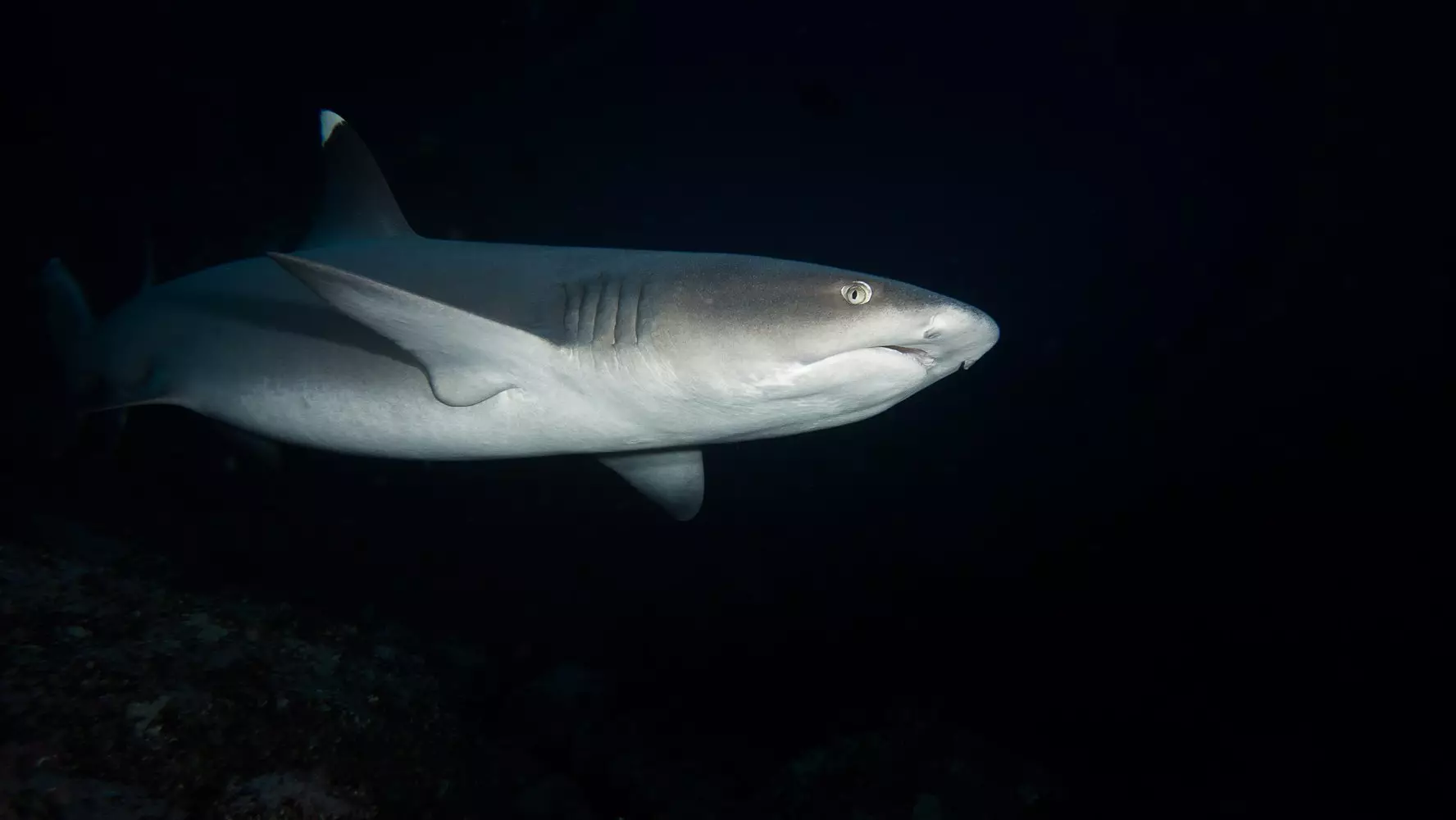 礁鲨（Wikimedia Commons）