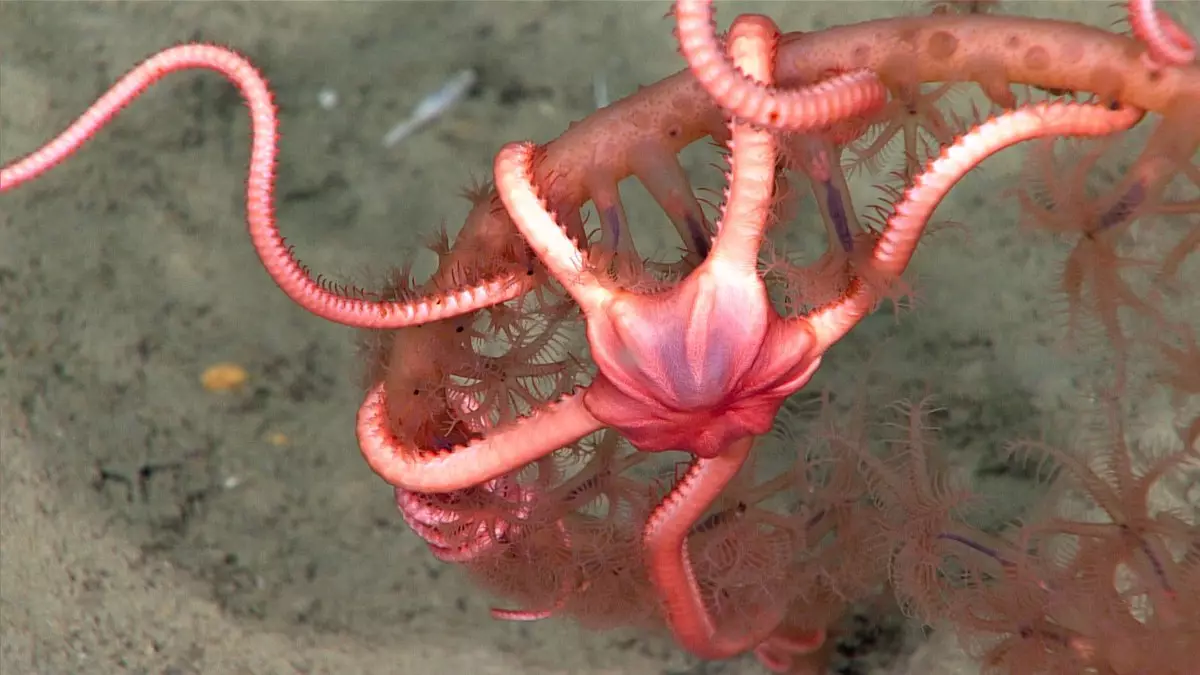 Hermaphrodge bergigi, mengemudi bintang dan misi pembukaan lainnya Okeanos Explorer