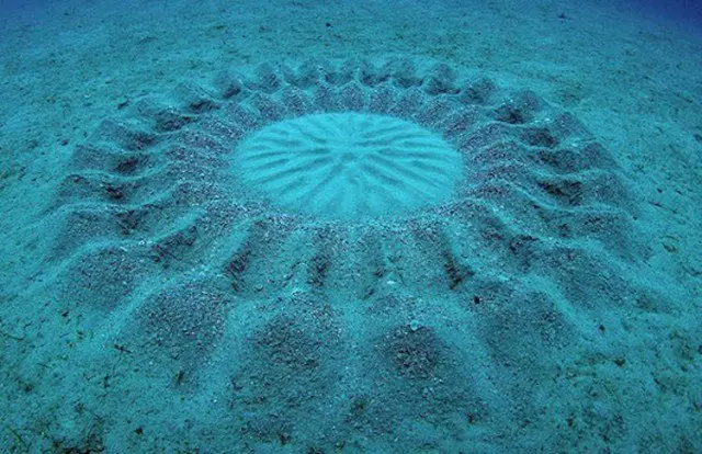 Vid havsbotten nära Australiens kust, hittade mönster mönster. Förmodligen gör dem fisk från nålens familj