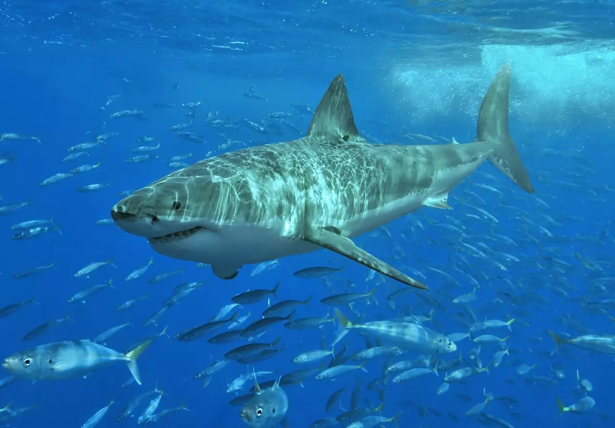 En las aguas costeras de California contó un número récord de tiburones.