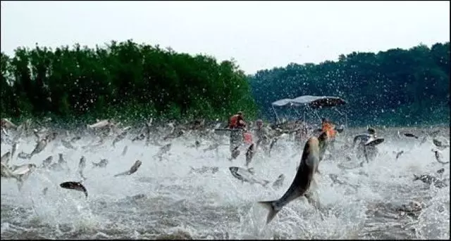 ジャンプは鯉：カルプは、人々のために危険なことができますか