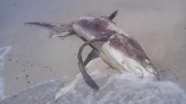 Deepive Murder: De swurd-fisk behannele mei haai, mar ferlern syn wapen
