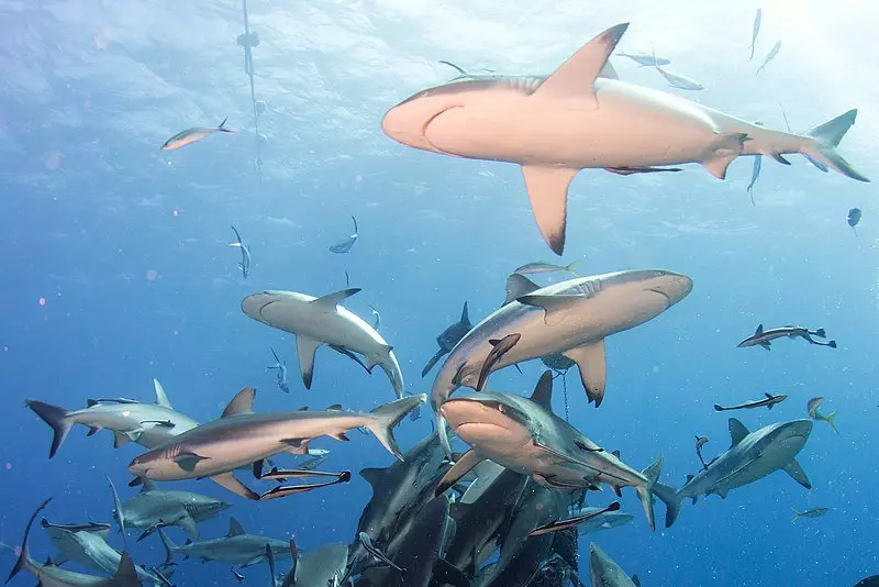 Жарты ғасырдағы акулалар мен конькилер саны 71% -ға төмендеді
