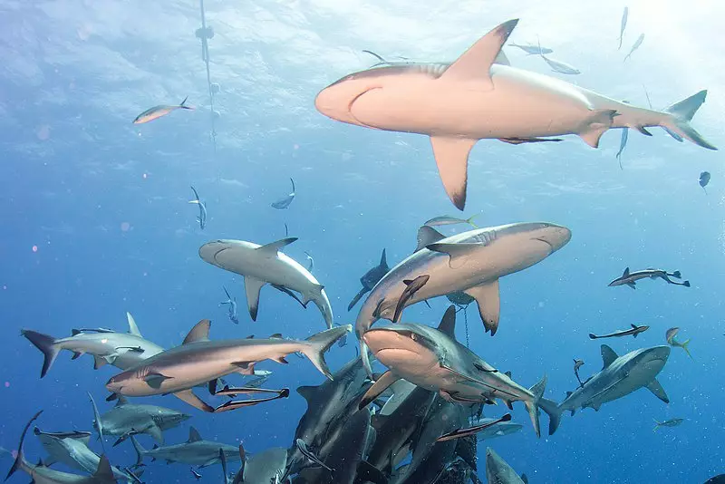 La población de tiburones y patines durante medio siglo disminuyó un 71%.