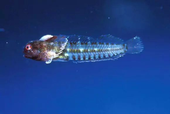 "Cane pandemico": nel Pacifico, trovò un nuovo tipo di pesce leopardo