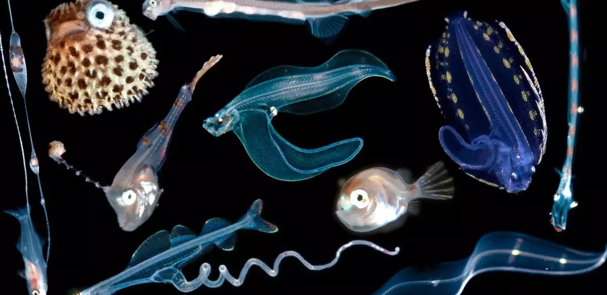 Scary beautiful: photo gallery Fish larvae collected by night divers