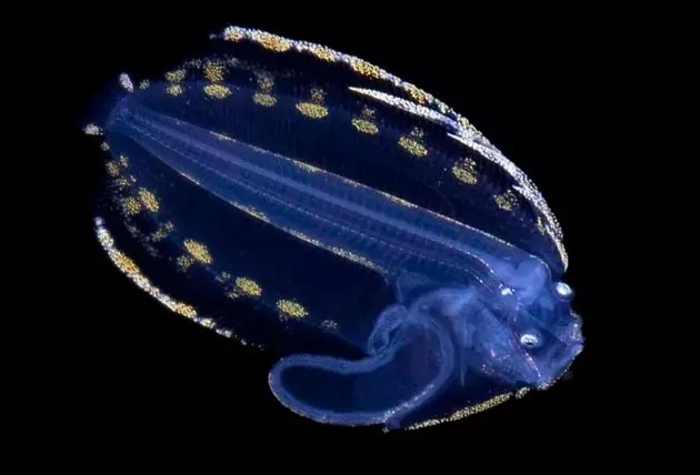 ISamariscus Triocellatus.