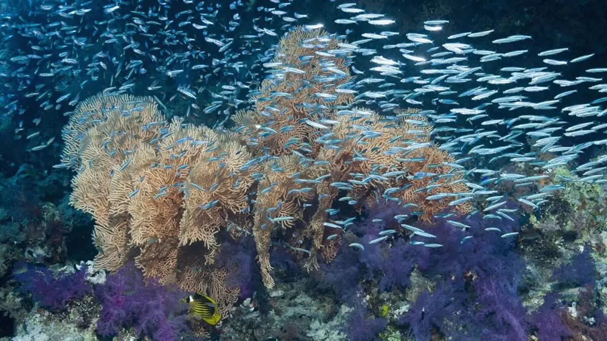 Niet goud, maar niet gemakkelijk: vis flikkert als gevolg van microscopische kristallen in de scaway