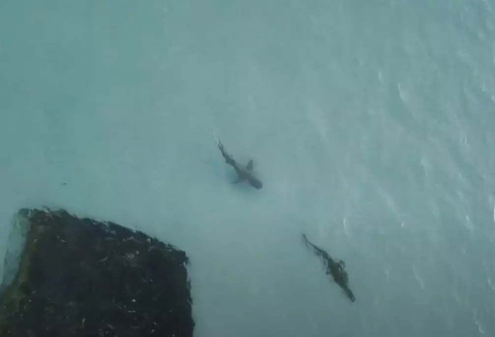 Shark impostato nel perseguimento di un coccodrillo: video