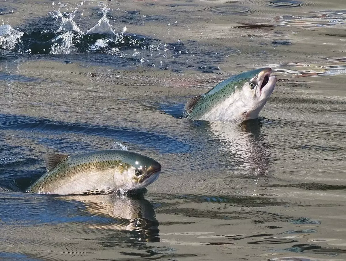 Fort, comme si l'avion: Comment les chansons de mariage de poisson sonne