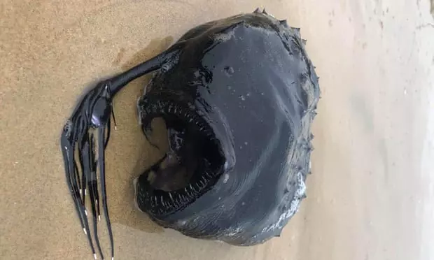 На брега на морето намерили дълбоководен грубо: зловеща снимка