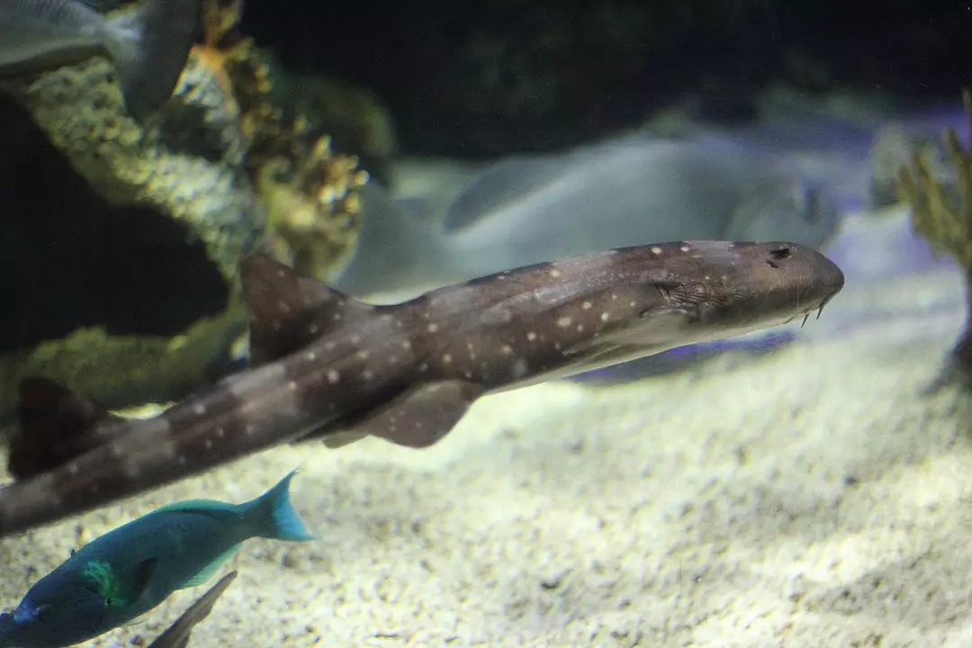 Comment et pourquoi fertiliser artificiellement les requins: de grandes recherches