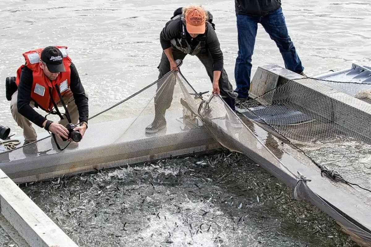 АҚШ-та лосось отыны мұхитқа жете алмайды. Олар сол жерде көліктермен қозғалады