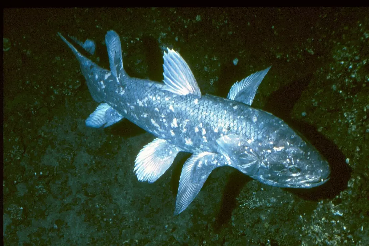 Մադագասկարի ջրերում գտել են «չորս ոտանի ձուկ»: Սրանք իսկական կենդանի բրածո են: