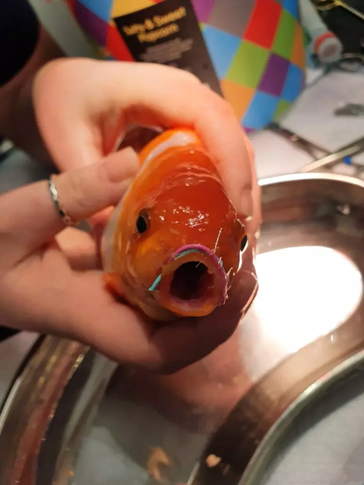 Den voracious gullfisken brøt kjeften. Hun måtte gjøre kirurgi