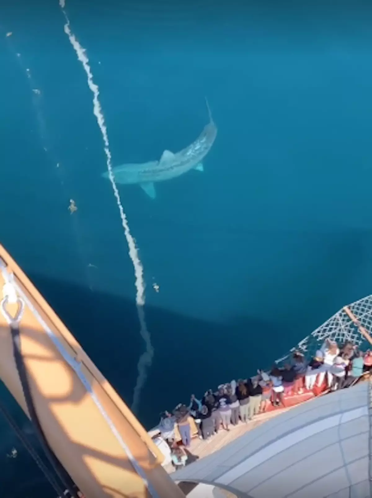 The giant shark sailed to the research vessel: video