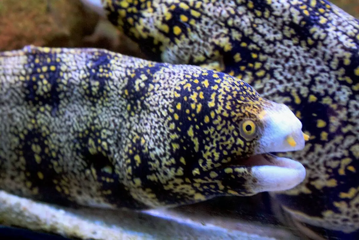 Muren-Echidna: Риба што може да јаде на копно