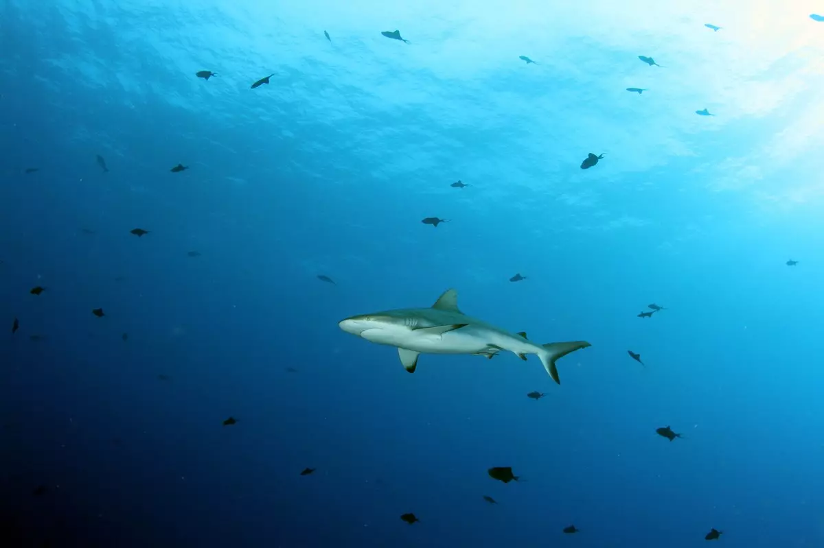 Haaien spile surfen om enerzjy te besparjen