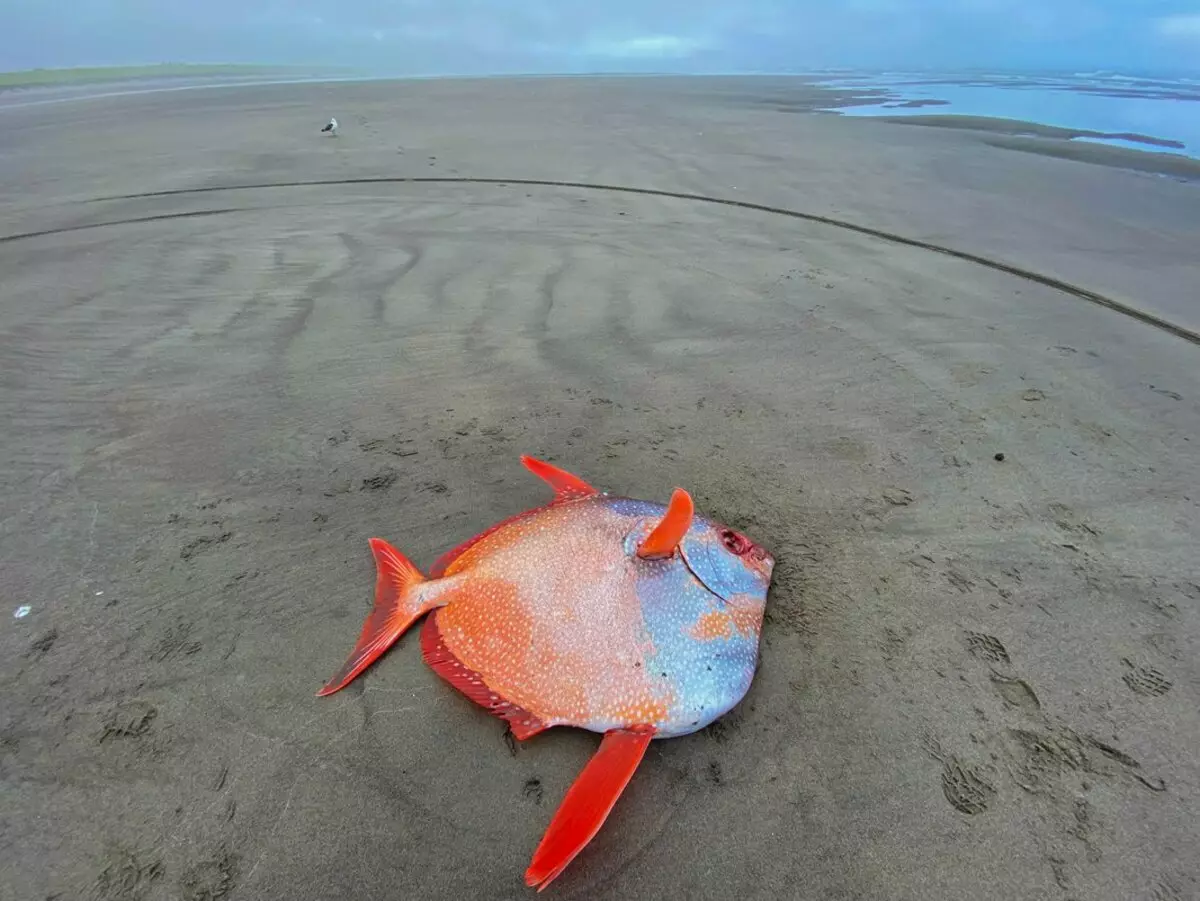 I Oregon på stranden kastade tropiska fiskar som väger 50 kg