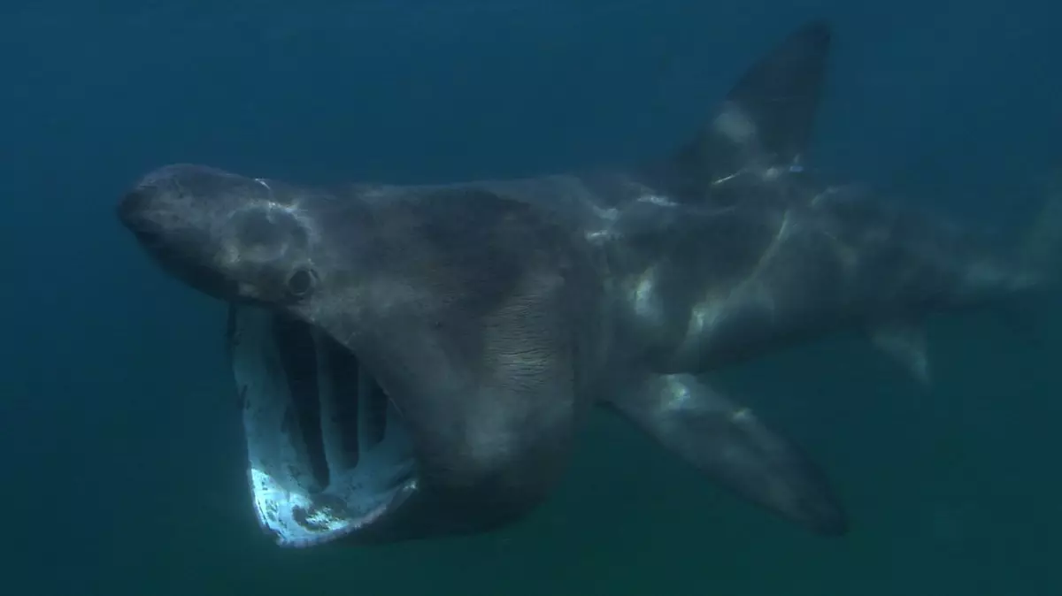 Δύο γιγαντιαίοι καρχαρίες αντιπροσώπευαν εταιρείες να κολυμπούν: Βίντεο