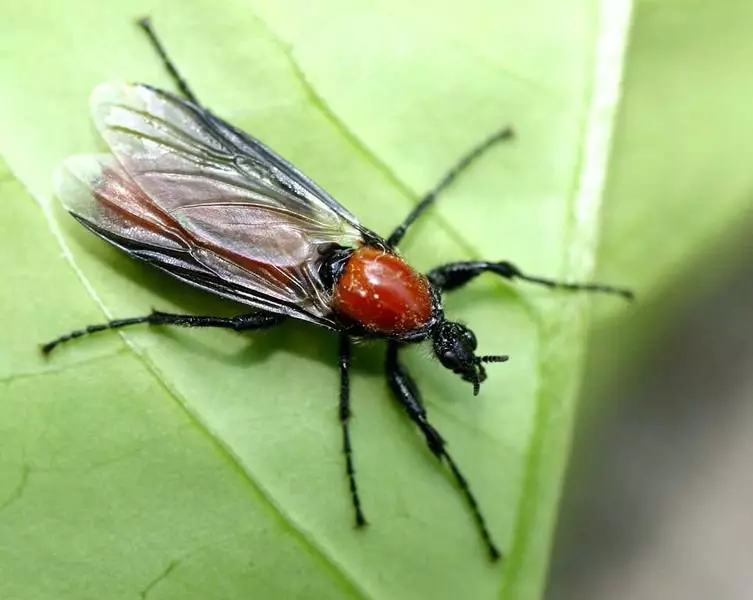 Os insectos inusuales están sendo cidadáns de pleno dereito
