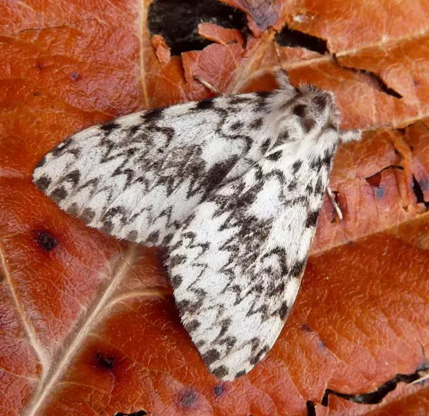 Op de Kampf mat engem silkworm-Klouschter geschéckt aner Insekt