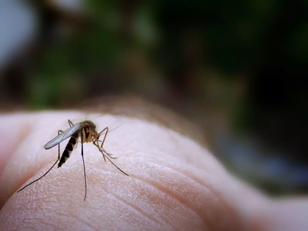 Why raindrops do not kill mosquitoes