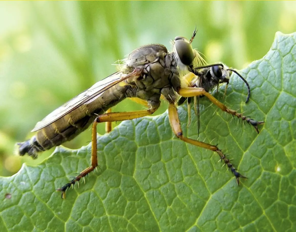 Giant Kletiji ili ubojica