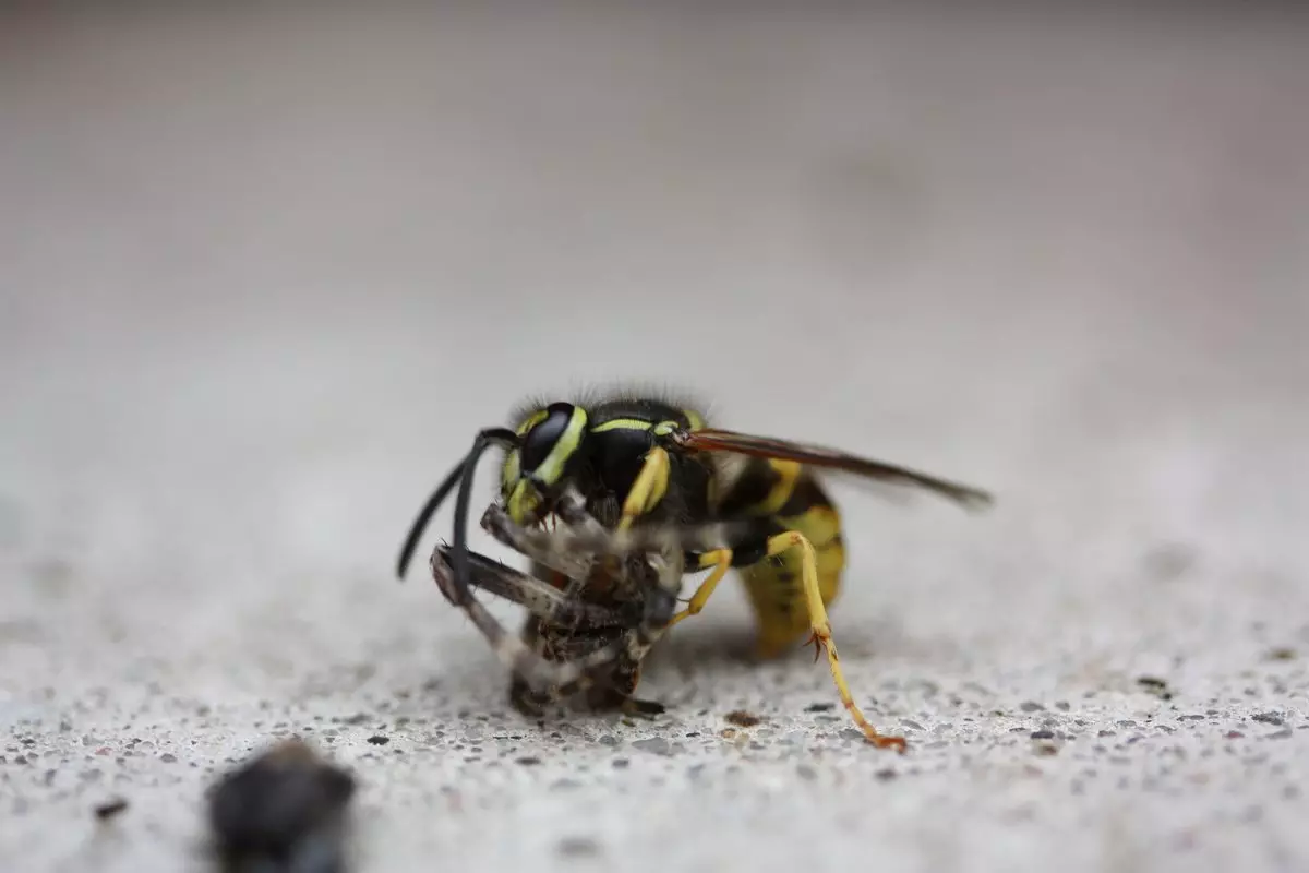 آخرالزمان زامبی: چگونه زنبورها عنکبوت را بردند