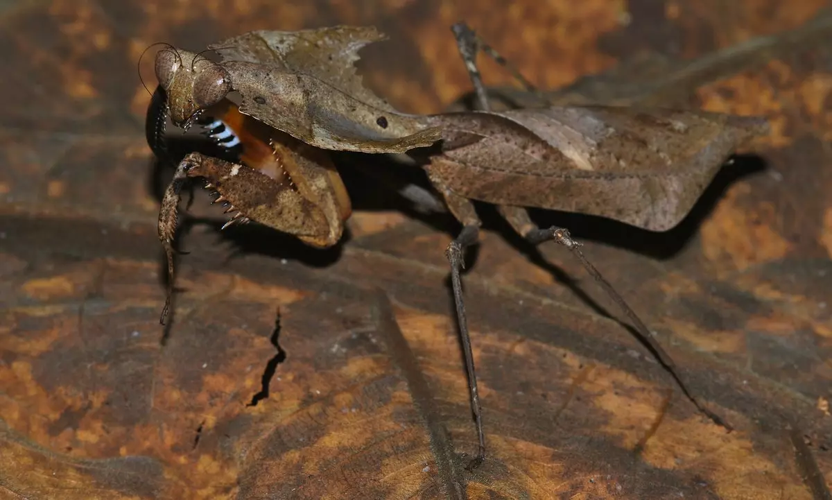 8 pārsteidzošas bogomolova sugas