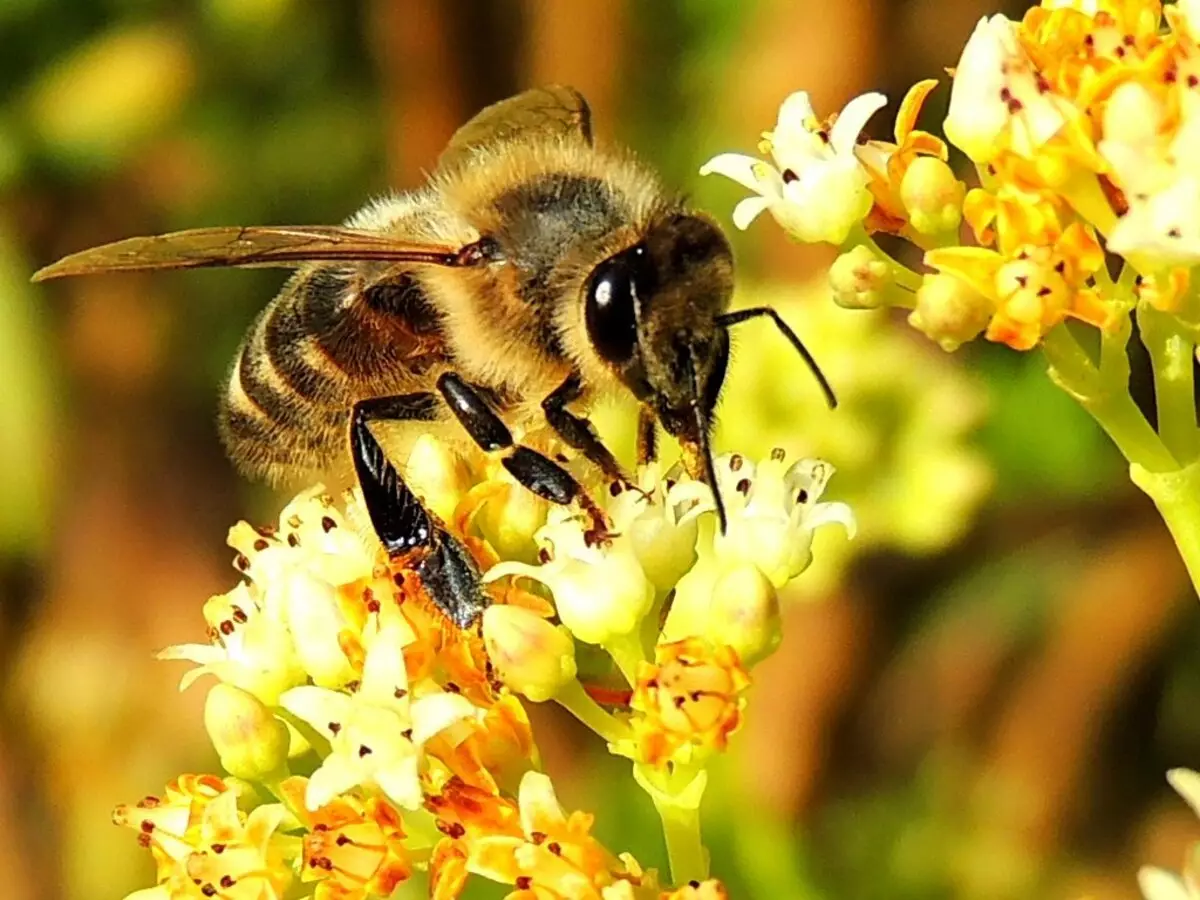 नृत्य मधुमक्खियों को खतरे के बारे में रिश्तेदारों को चेतावनी देने में मदद करता है