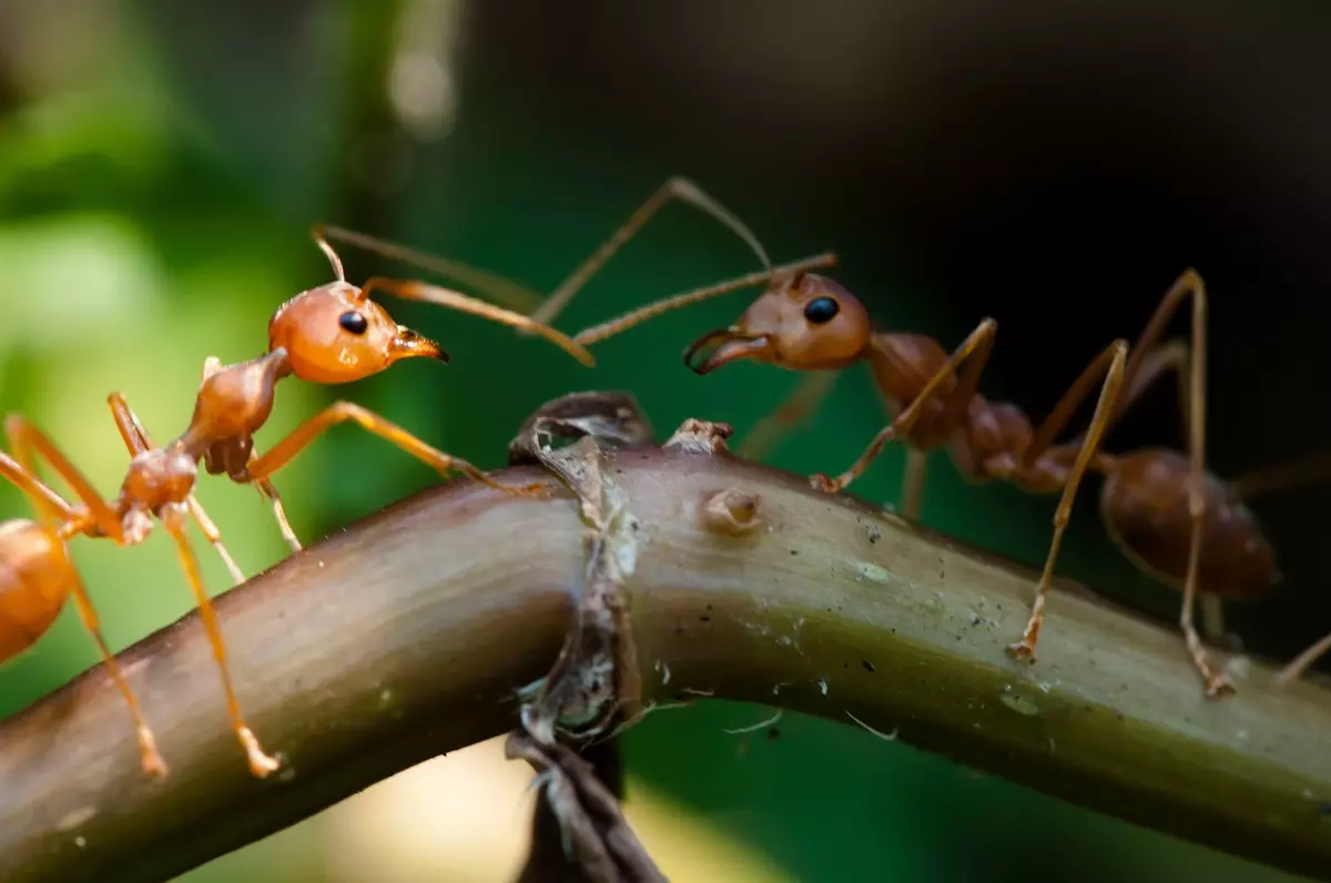 चींटियाँ खुद को दर्पण में पहचानने में सक्षम हैं