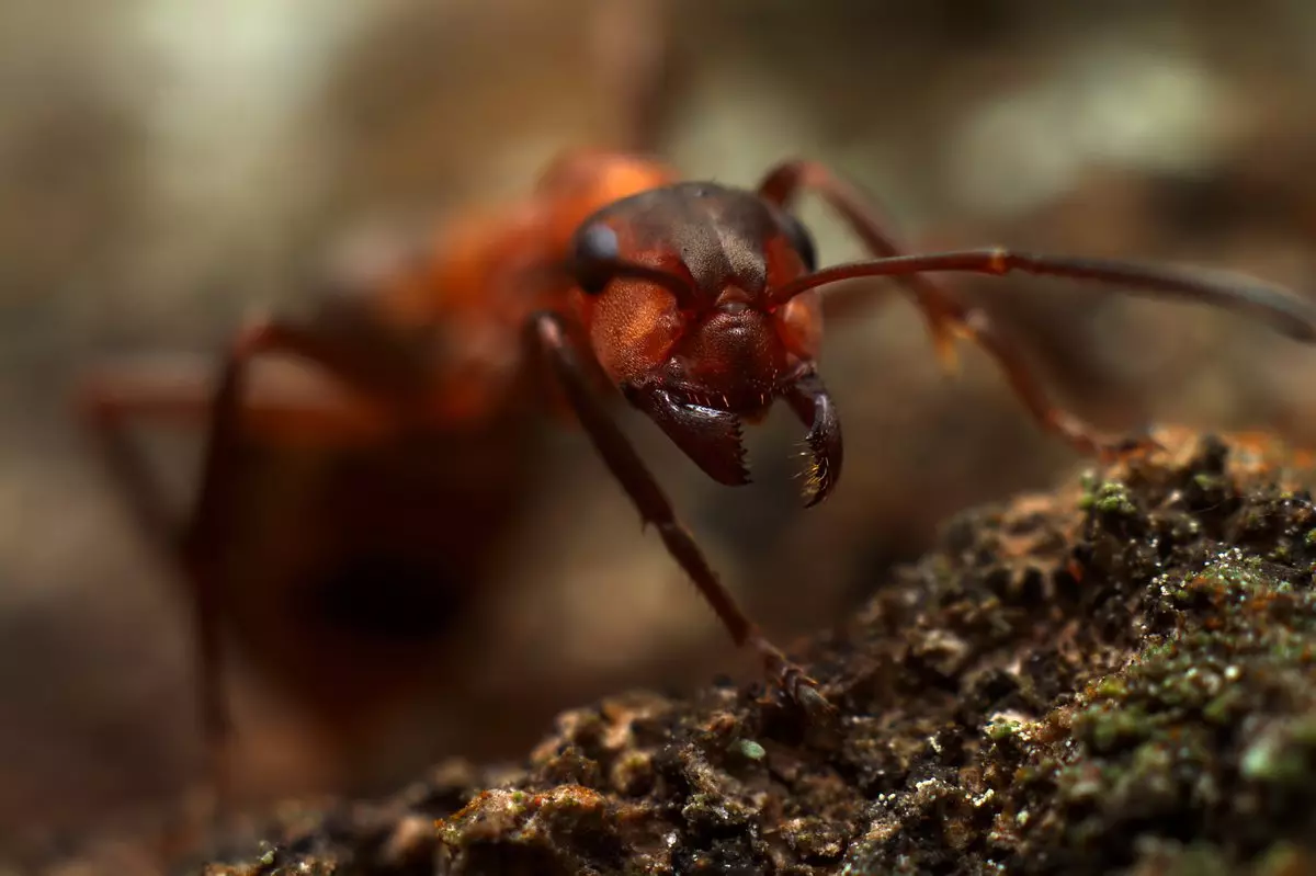 Ants at mice - sa ilalim ng parehong bubong